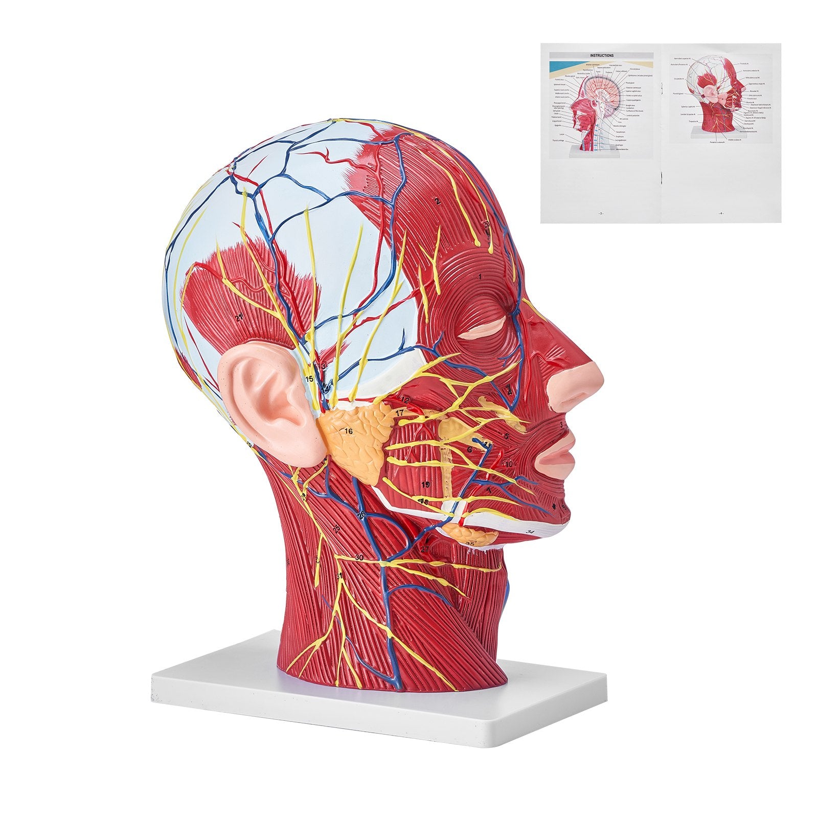 VEVOR Human Half Head Neck Model Superficial Nerve Vascular Muscle Tea ...